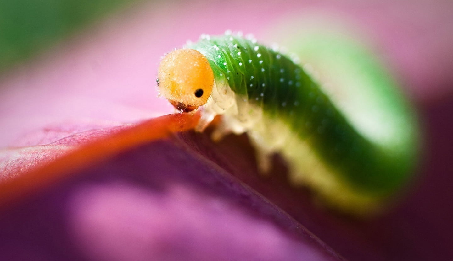 Insect Apocalypse, Global Warming, Water Scarcity… - DRA Architects
